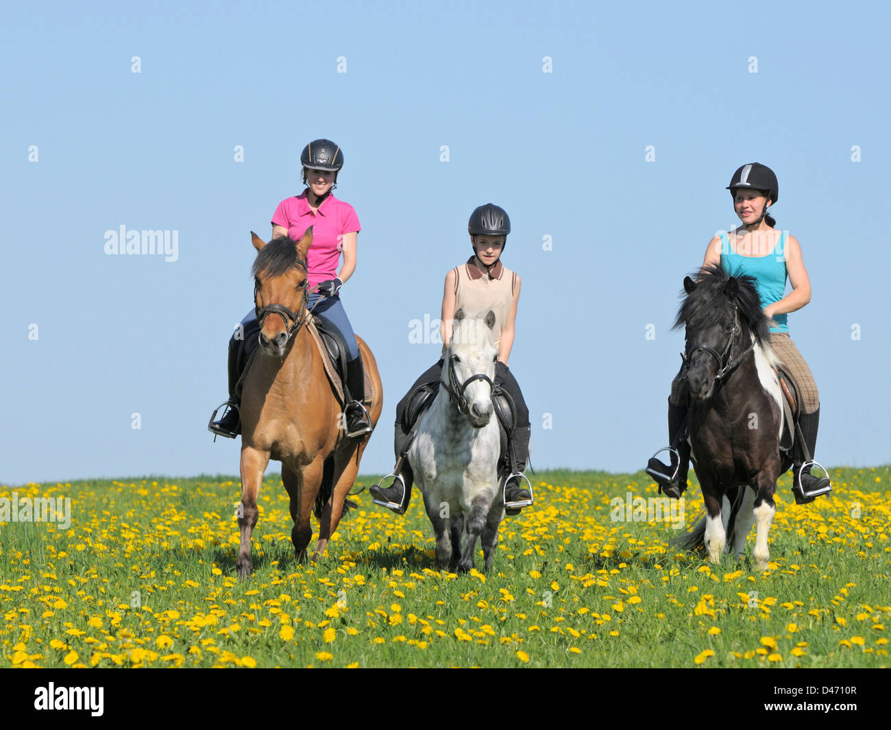 Pony, Three young riders on back of ponies riding on a flower meadow ...