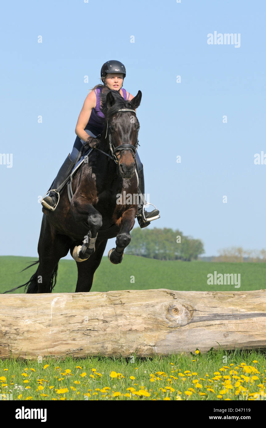 Oldenburg Horse. Rider on back of a bay mare jumping over a log Stock ...