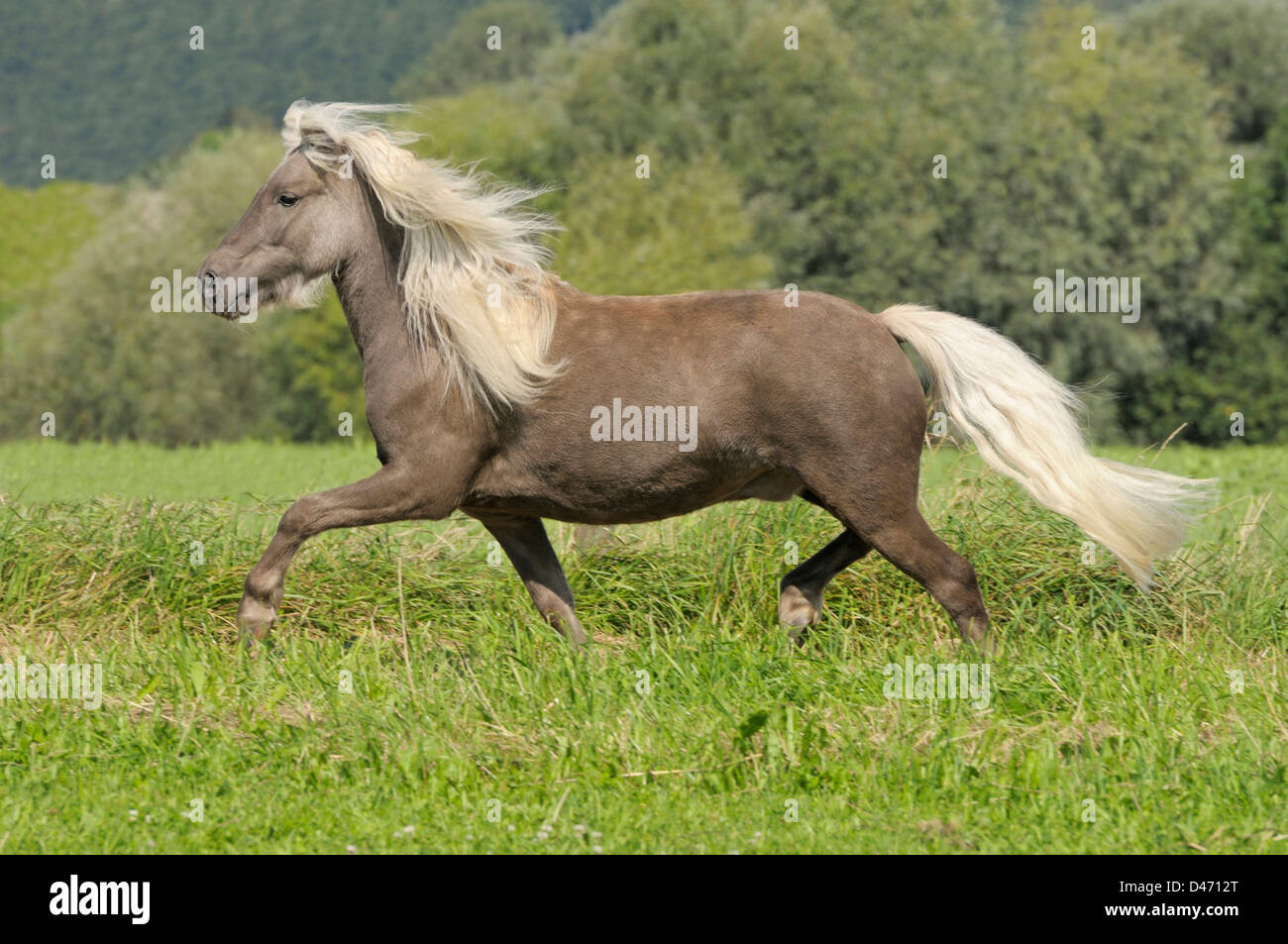 Trot classic hi-res stock photography and images - Alamy