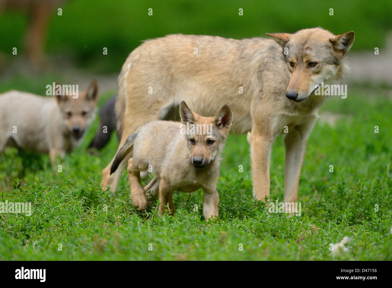 Eastern wolf puppies hi-res stock photography and images - Alamy