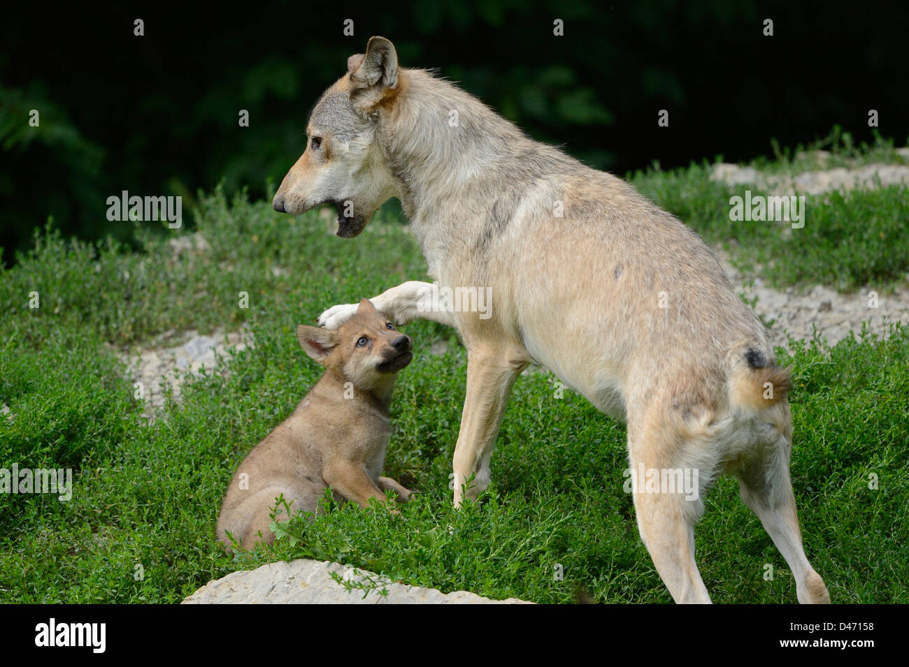 Wolf pup care hi-res stock photography and images - Alamy