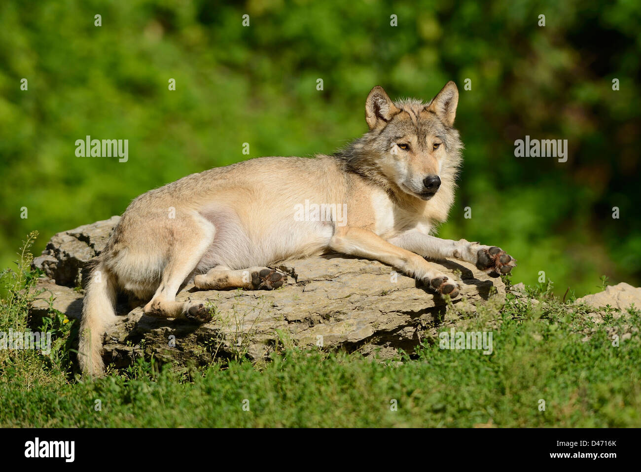 Eastern Wolf (Canis lupus lycaon). Adult lying on a log Stock Photo - Alamy