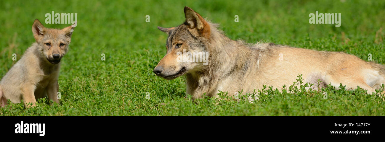 Wolf pup care hi-res stock photography and images - Alamy