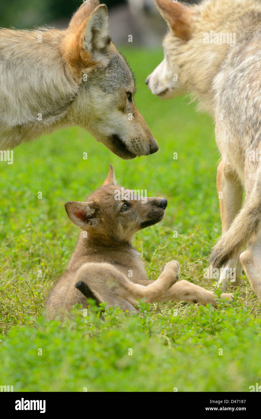 Wolf pup care hi-res stock photography and images - Alamy