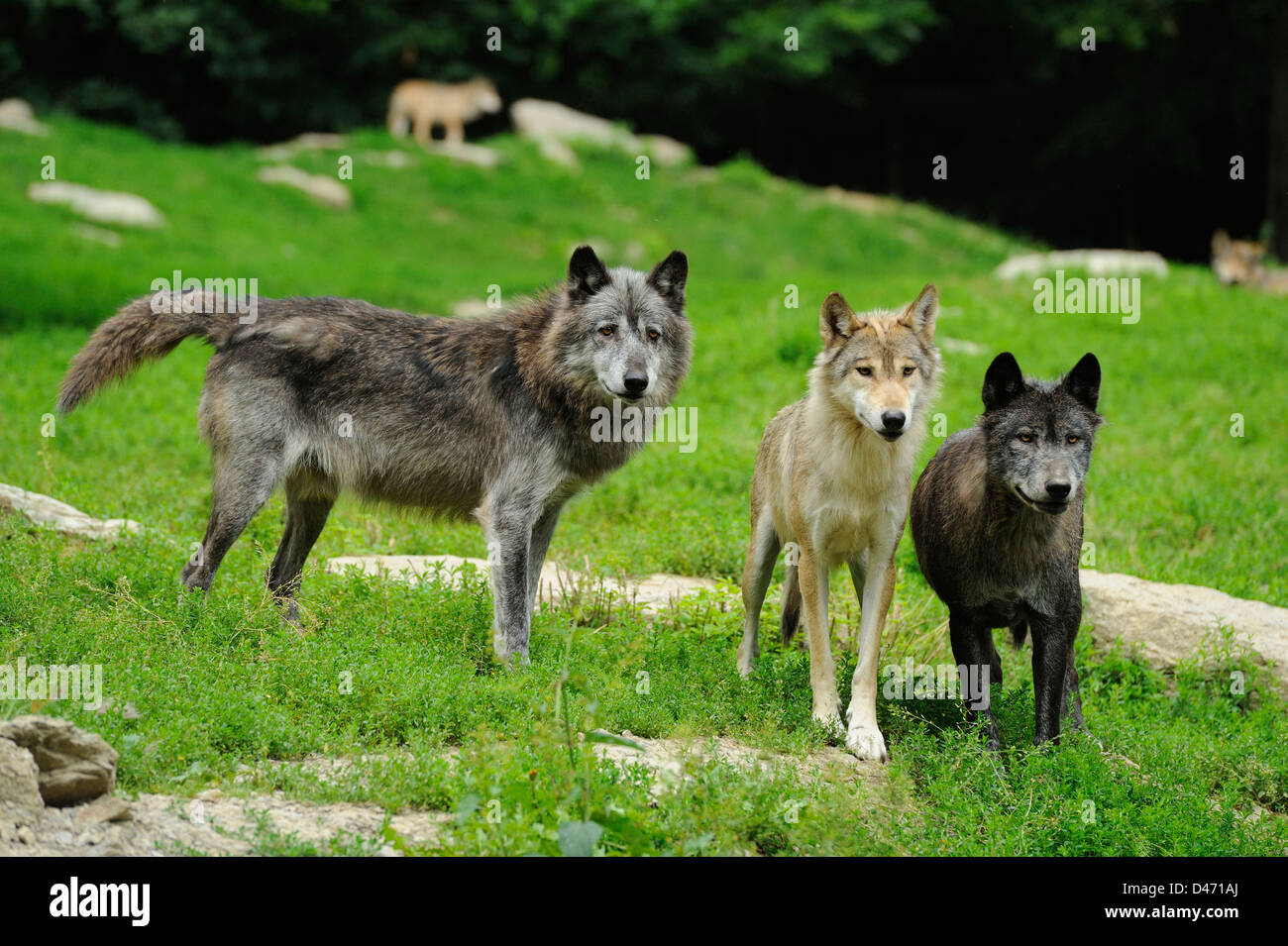 Eastern Wolf (Canis lupus lycaon). Three adults in captivity Stock ...