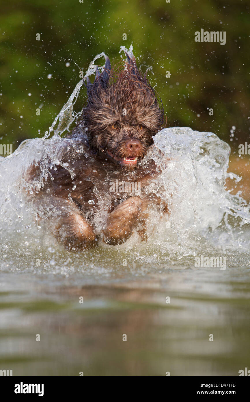 Portuguese Water dog running through water Stock Photo - Alamy