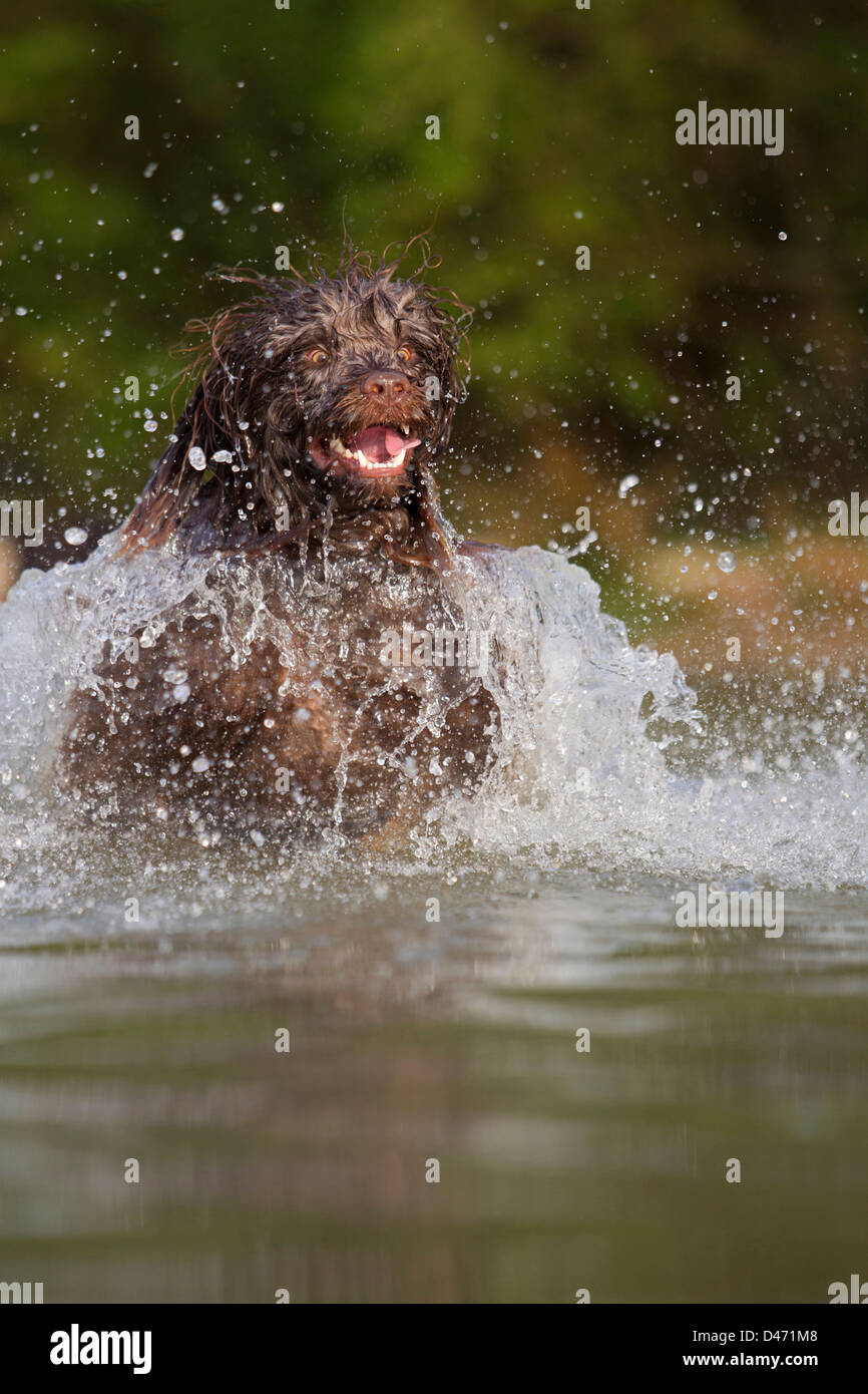 Portuguese Water dog running through water Stock Photo - Alamy