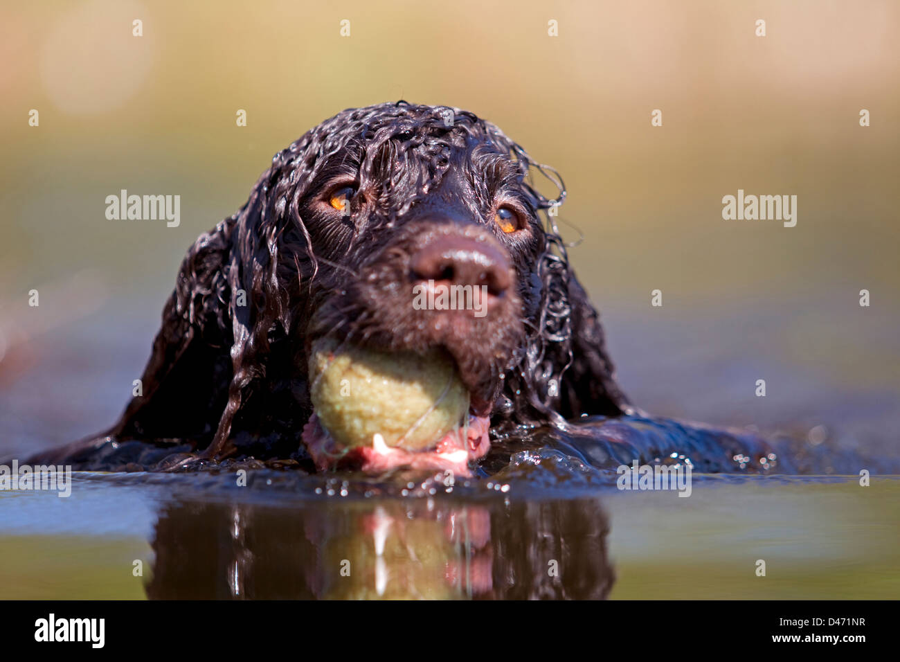 Irish Water Spaniel, swimming with a ball in its mouth Stock Photo - Alamy