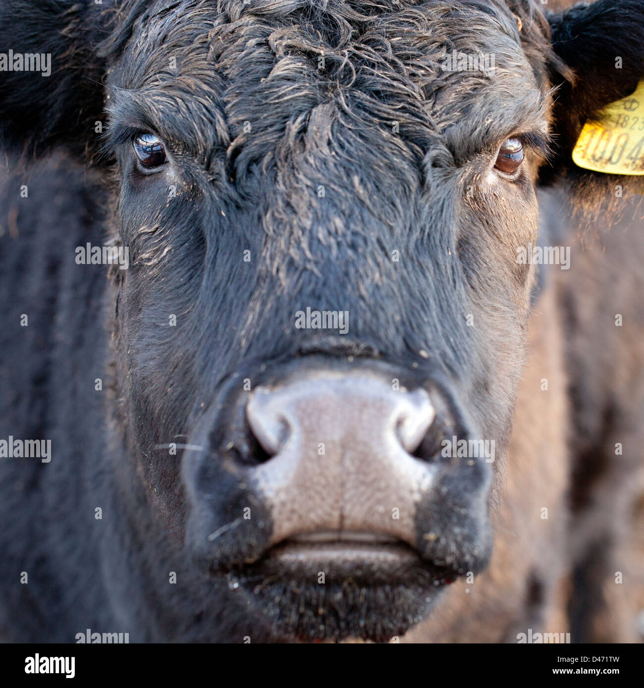 A face on close up view of a cow with an identification tag in one ear ...