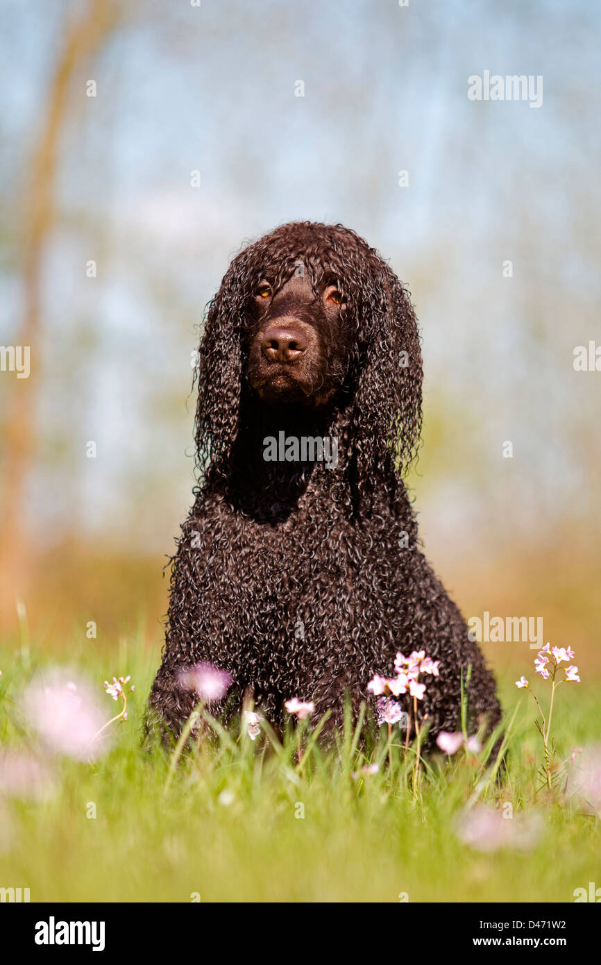 Are Carrots Good For A Irish Water Spaniel