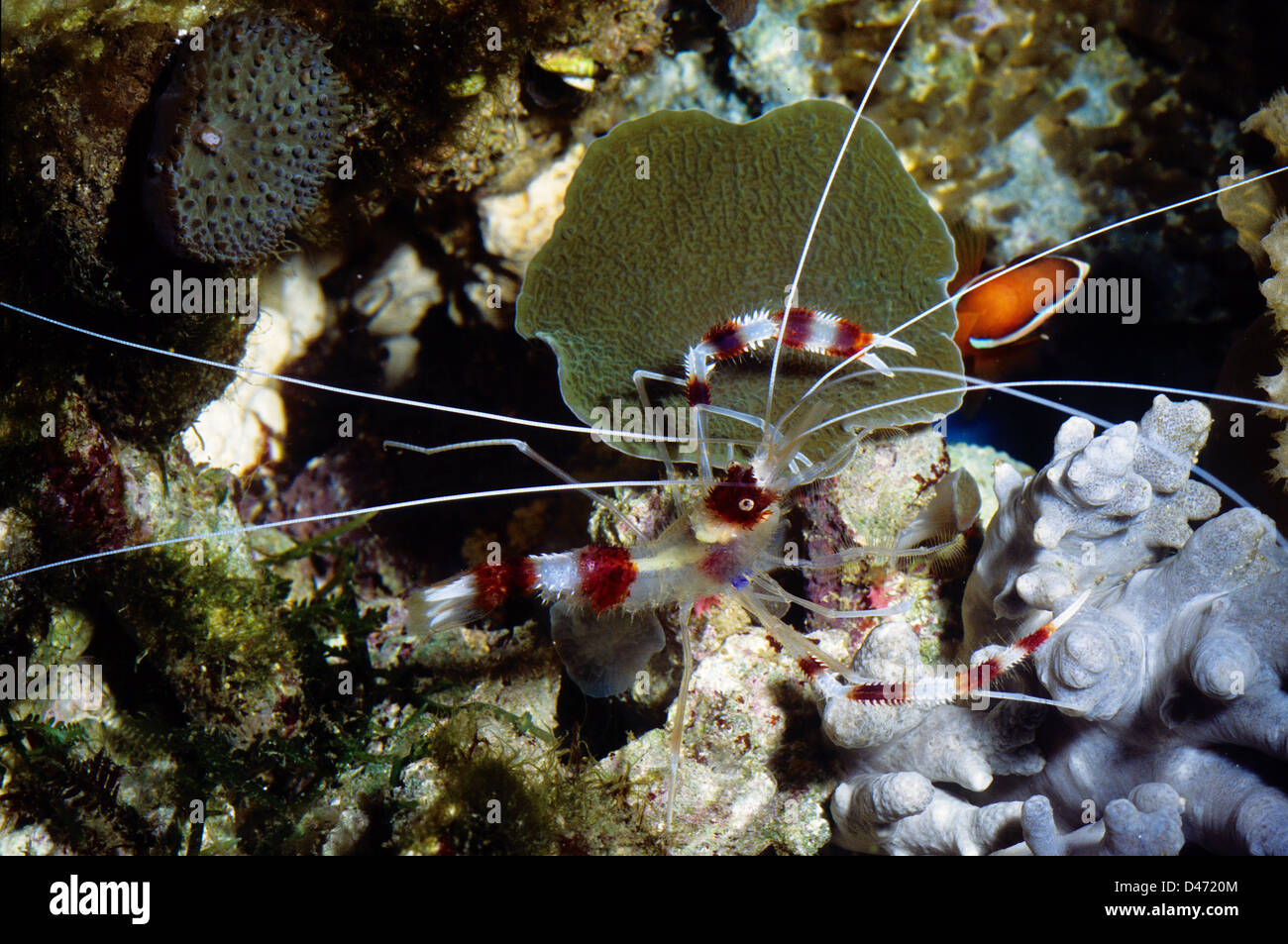 Red Banded Shrimp Stenopus hispidus, Stenopodidae Stock Photo - Alamy