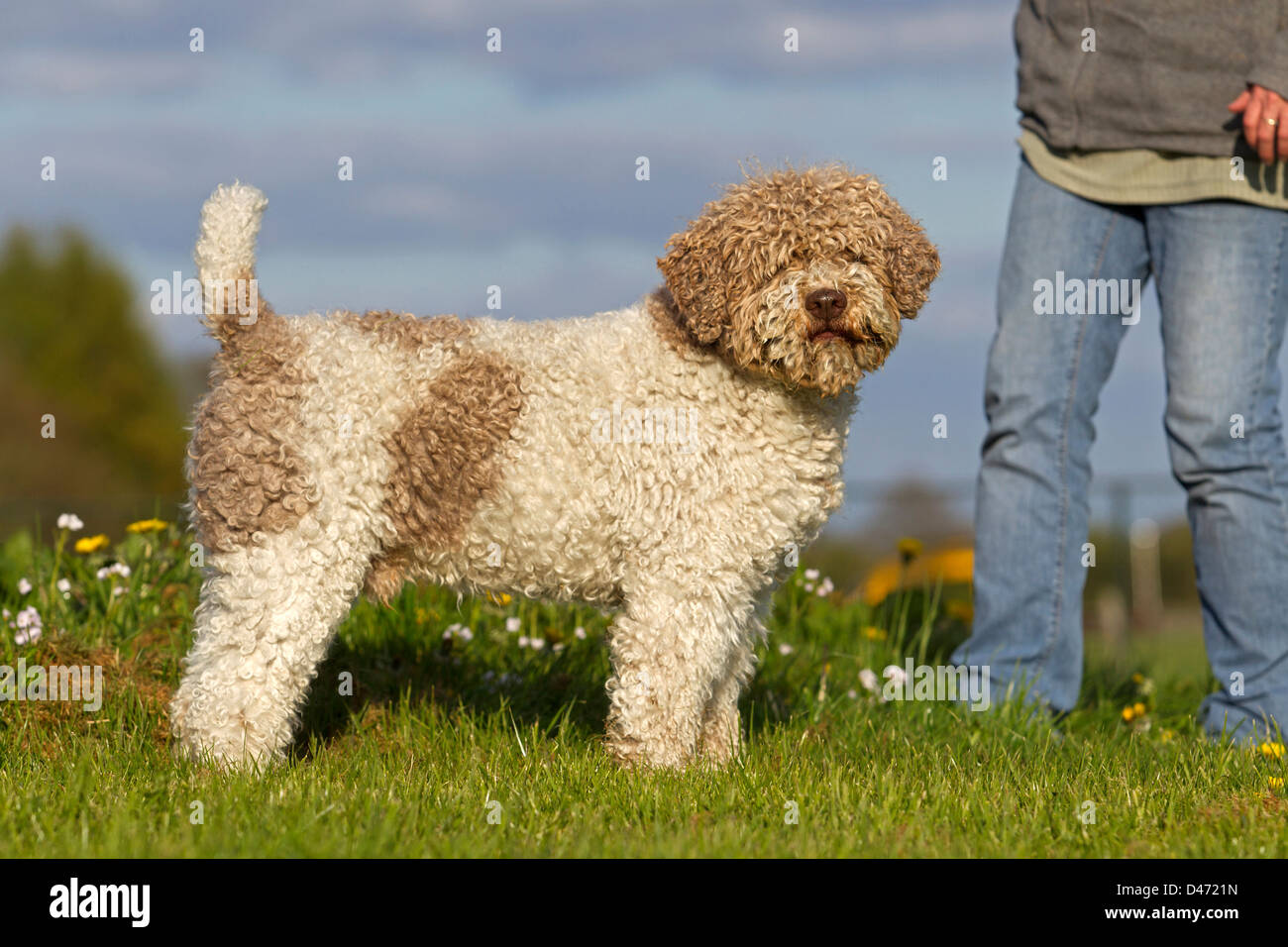Does The Lagotto Romagnolo Attack Humans
