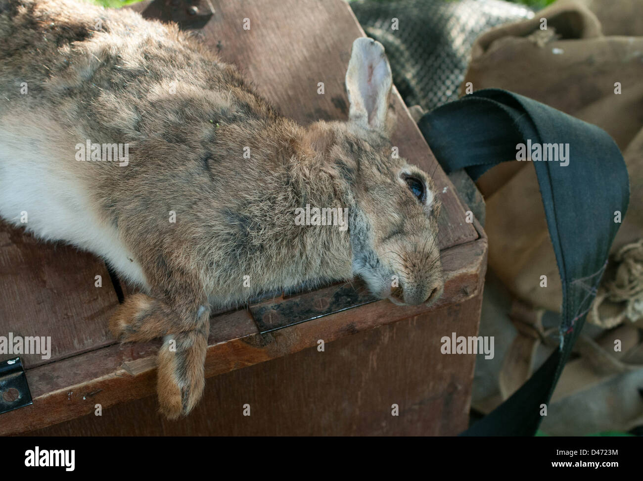 Dead rabbit, sat on a ferret box, that has been caught by ferrets in a ...