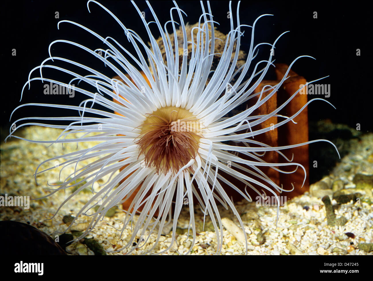 Cerianthus sp hi-res stock photography and images - Alamy