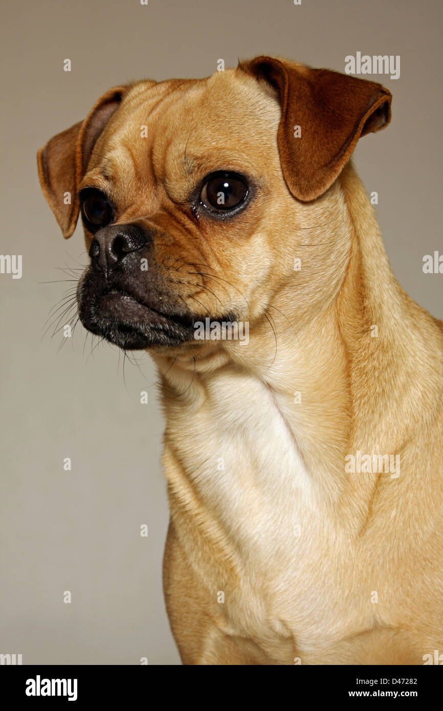 Puggle (Canis lupus familiaris), a crossbreed dog with a beagle and a ...