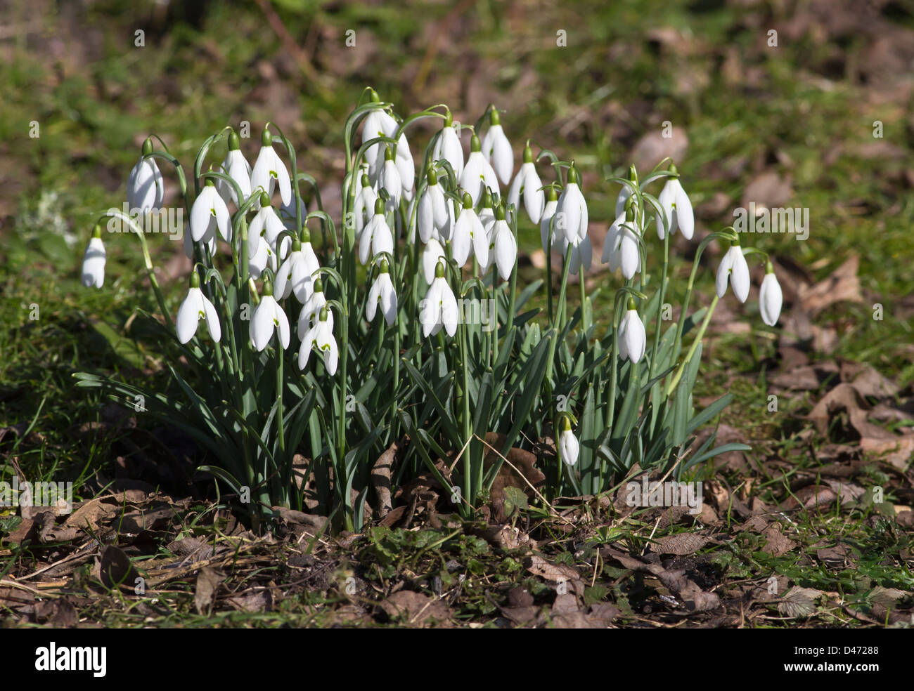 Galanthus flowers hi-res stock photography and images - Alamy