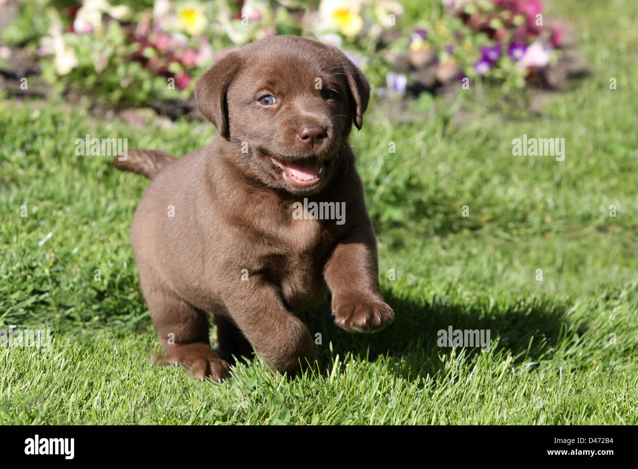 Labrador Retriever. Puppy running on a lawn Stock Photo - Alamy