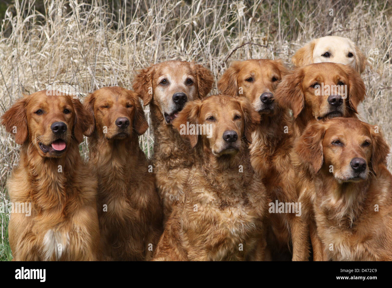 Golden Retriever. Large group of adults of various colours and age ...