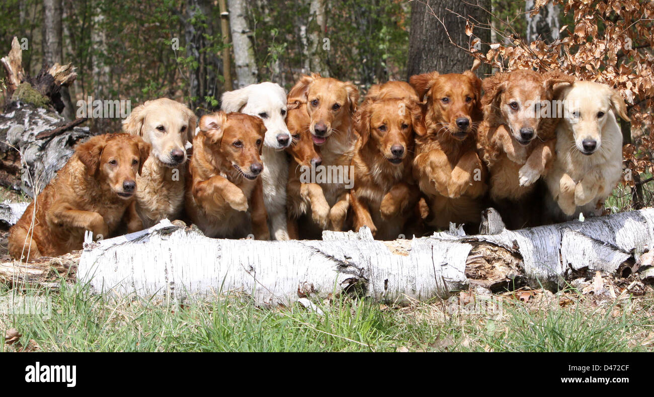 Golden Retriever. Large group of adults of various colours and age ...