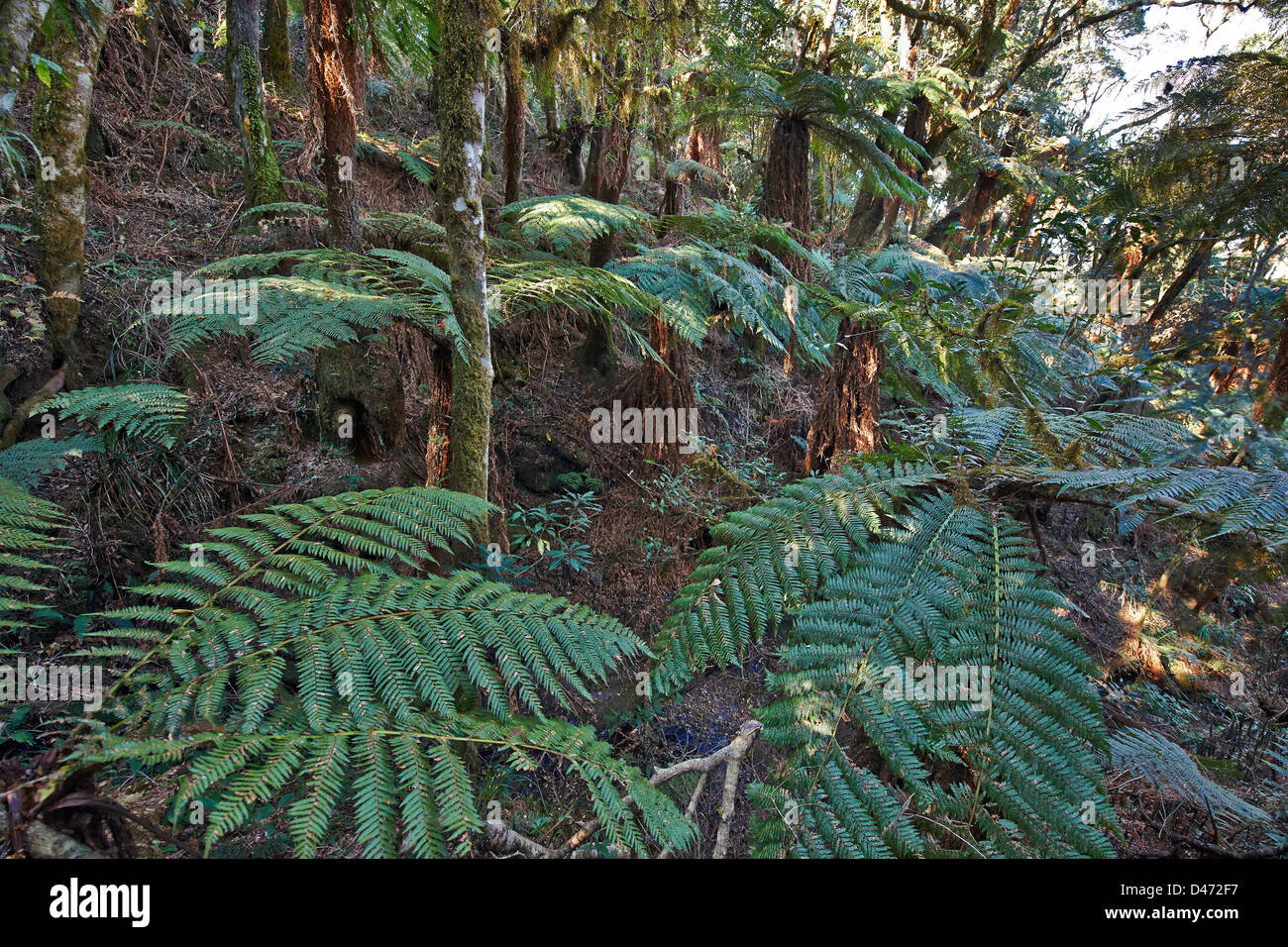 endemic giant tree fern, Cyatheaceae, in Amboro National Park ...