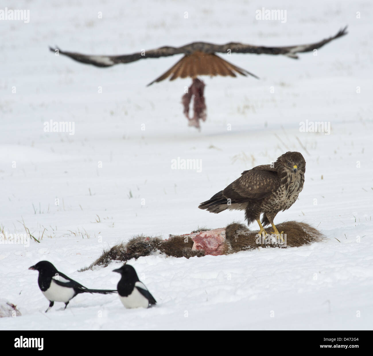 Magpie and buzzard hi-res stock photography and images - Alamy