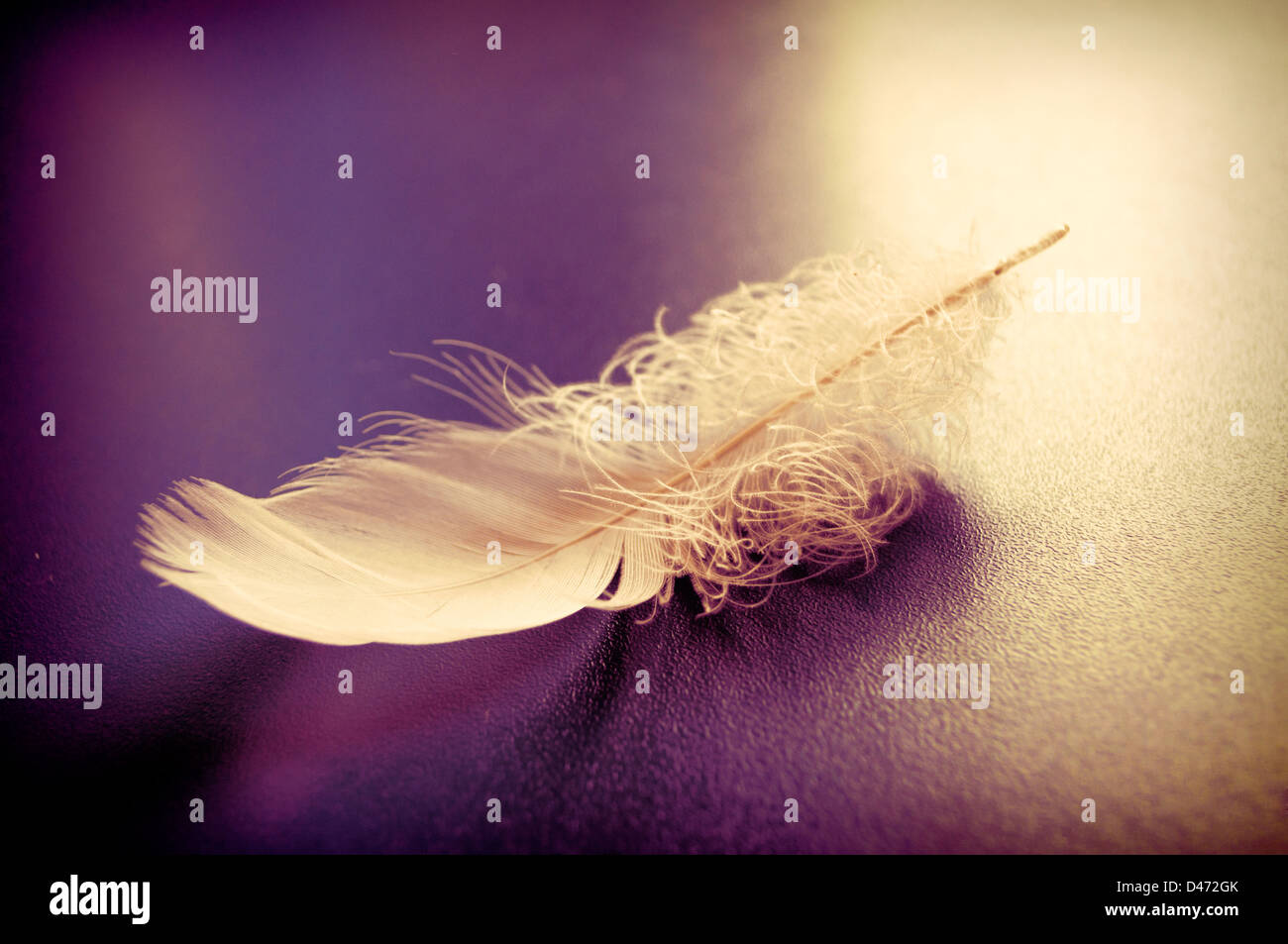 Feather surface hi-res stock photography and images - Alamy