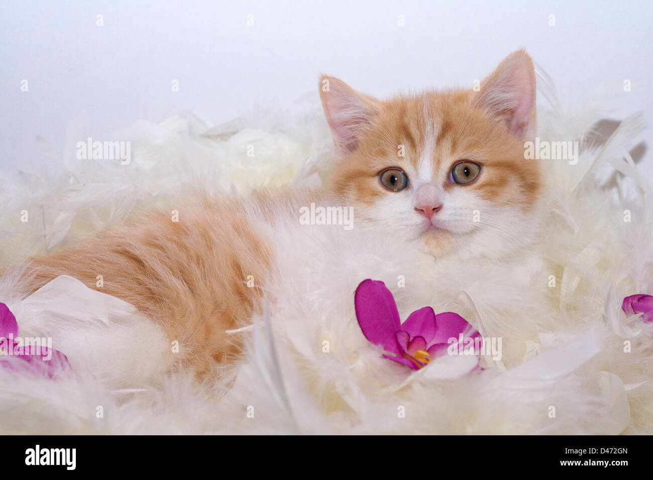 British Shorthair. Red-and-white tomcat lying in a yellow feather boa ...