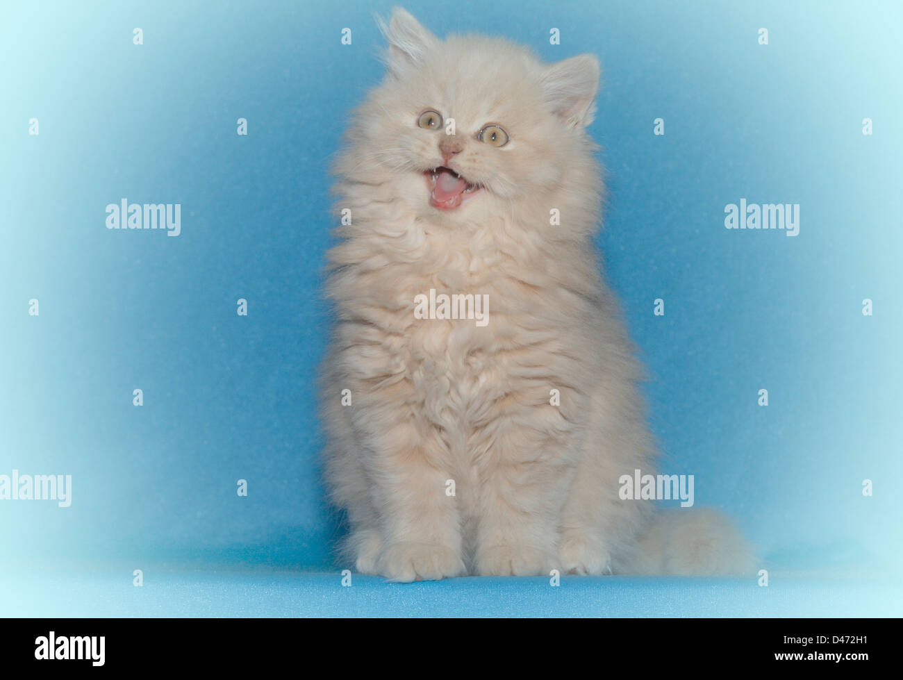 British Longhair. White tomcat meowing while sitting in front of a blue ...