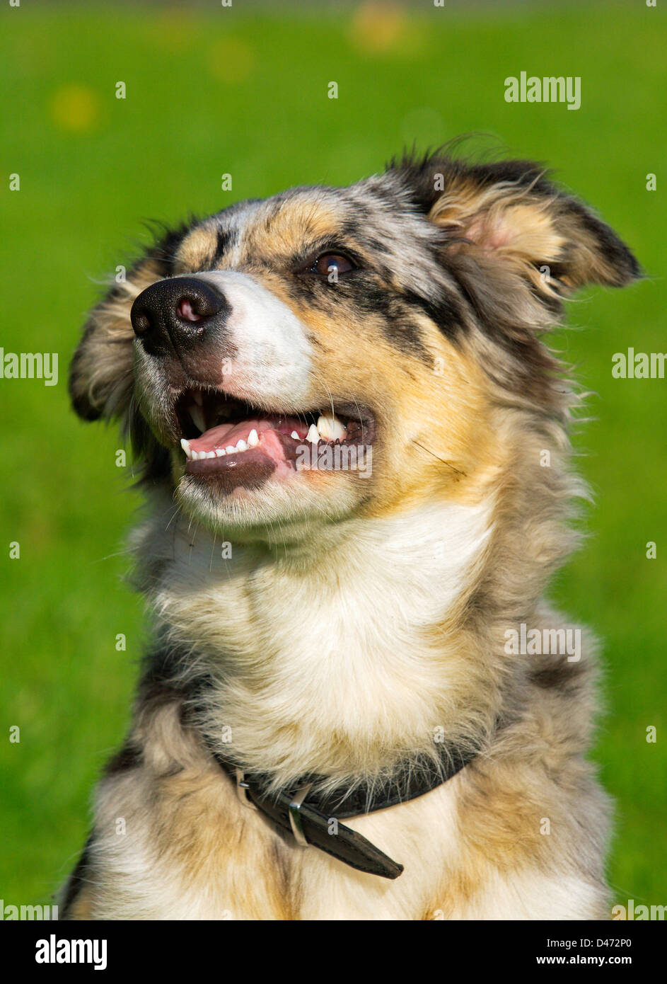 Border Collie. Portrait of juvenile Stock Photo - Alamy