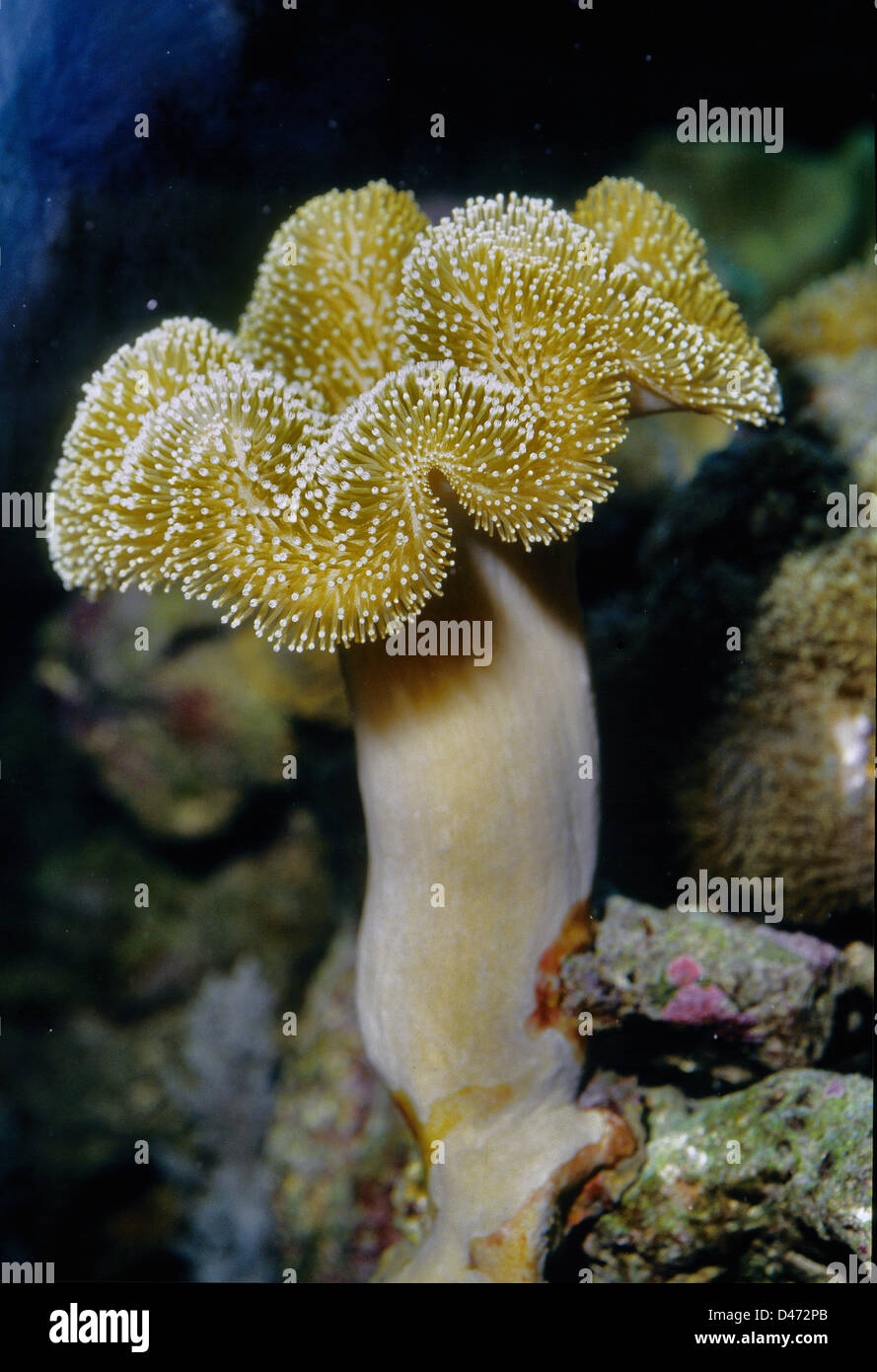 Leather Coral Identification