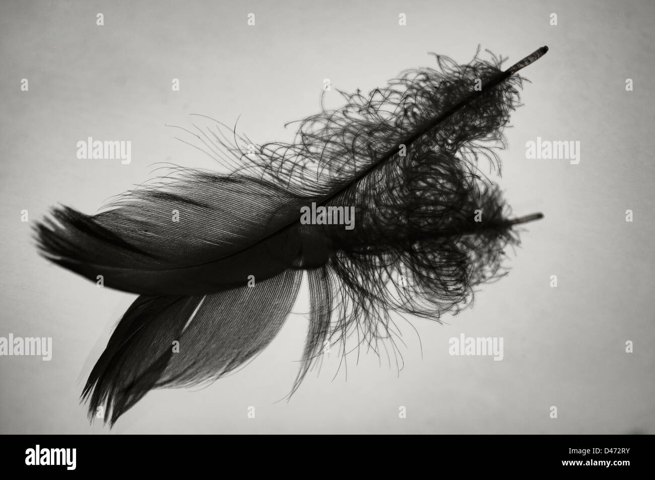 Reflective feather hi-res stock photography and images - Alamy