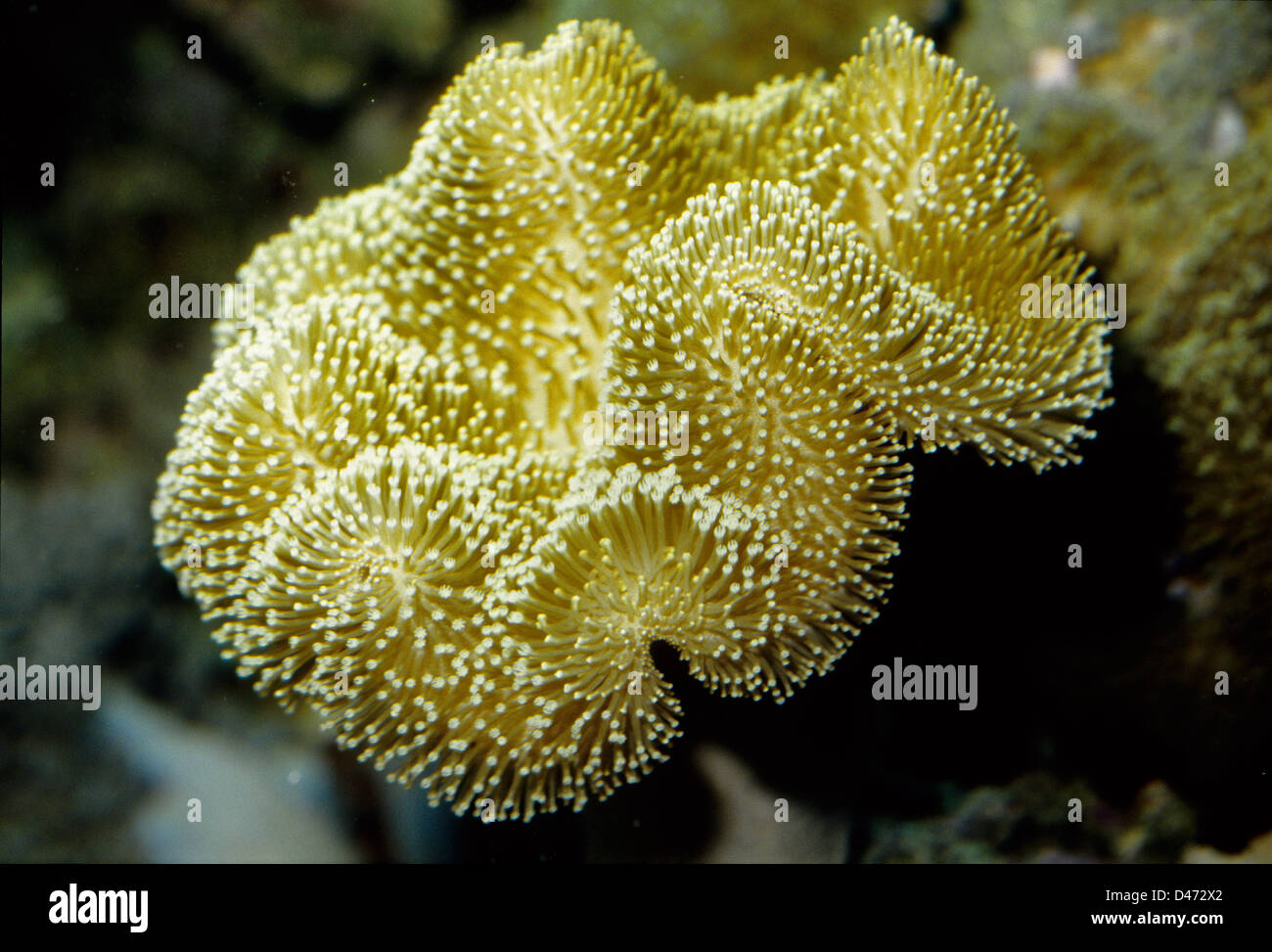 Leather Coral Sarcophyton sp Stock Photo - Alamy
