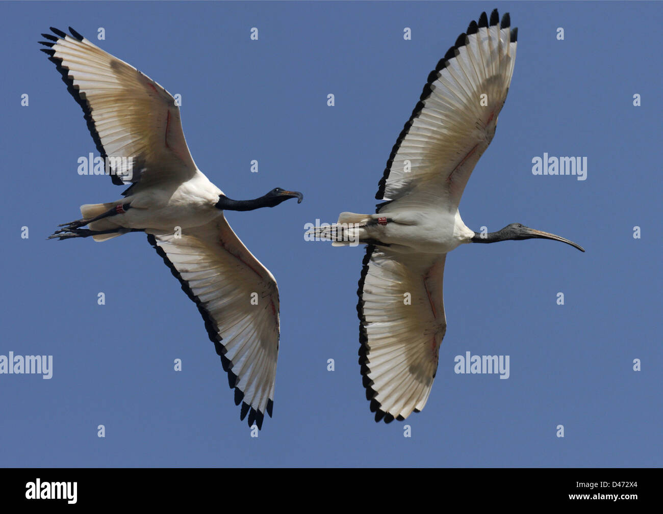 Sacred Ibis (Threskiornis aethiopicus). Two adults in flight Stock ...