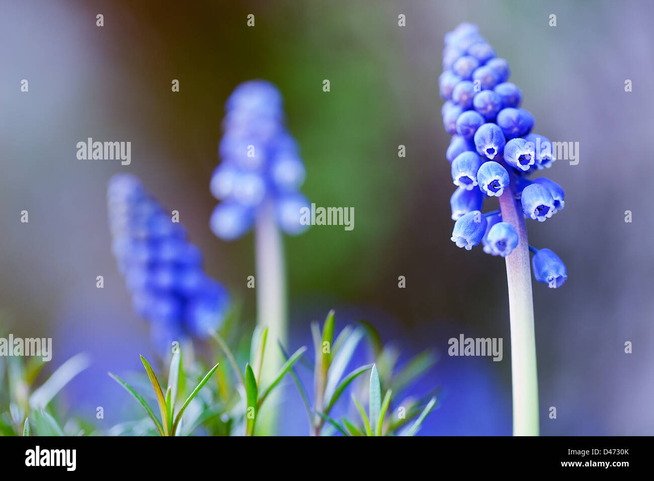 Blue flowers in spring Stock Photo - Alamy