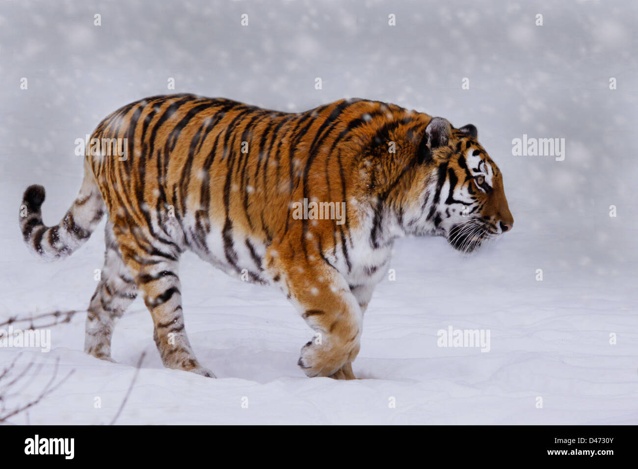 Siberian Tiger (Panthera tigris altaica) walking through falling snow (taken under controlled ...