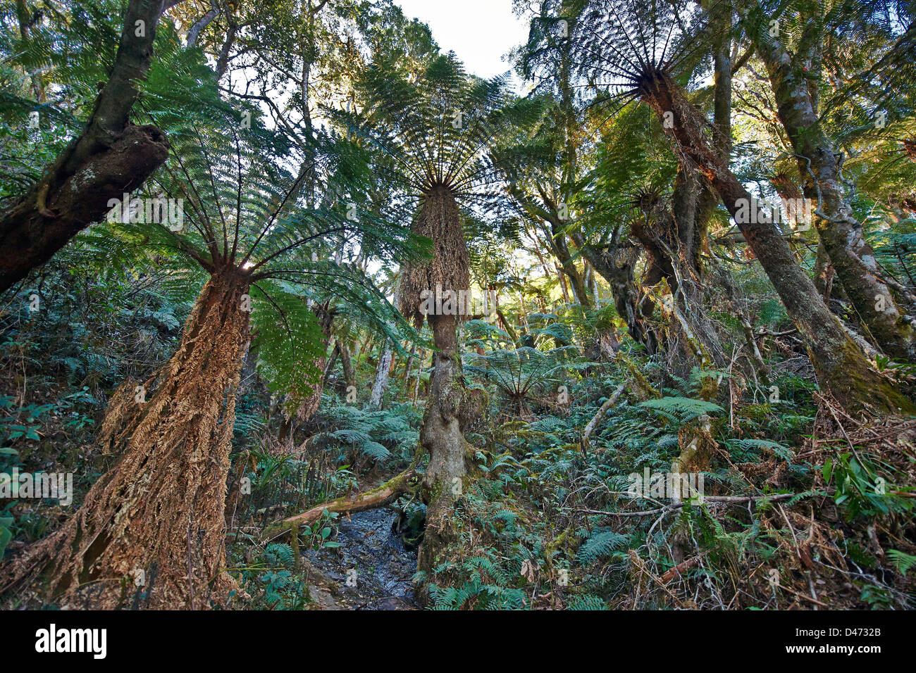 endemic giant tree fern, Cyatheaceae, in Amboro National Park ...