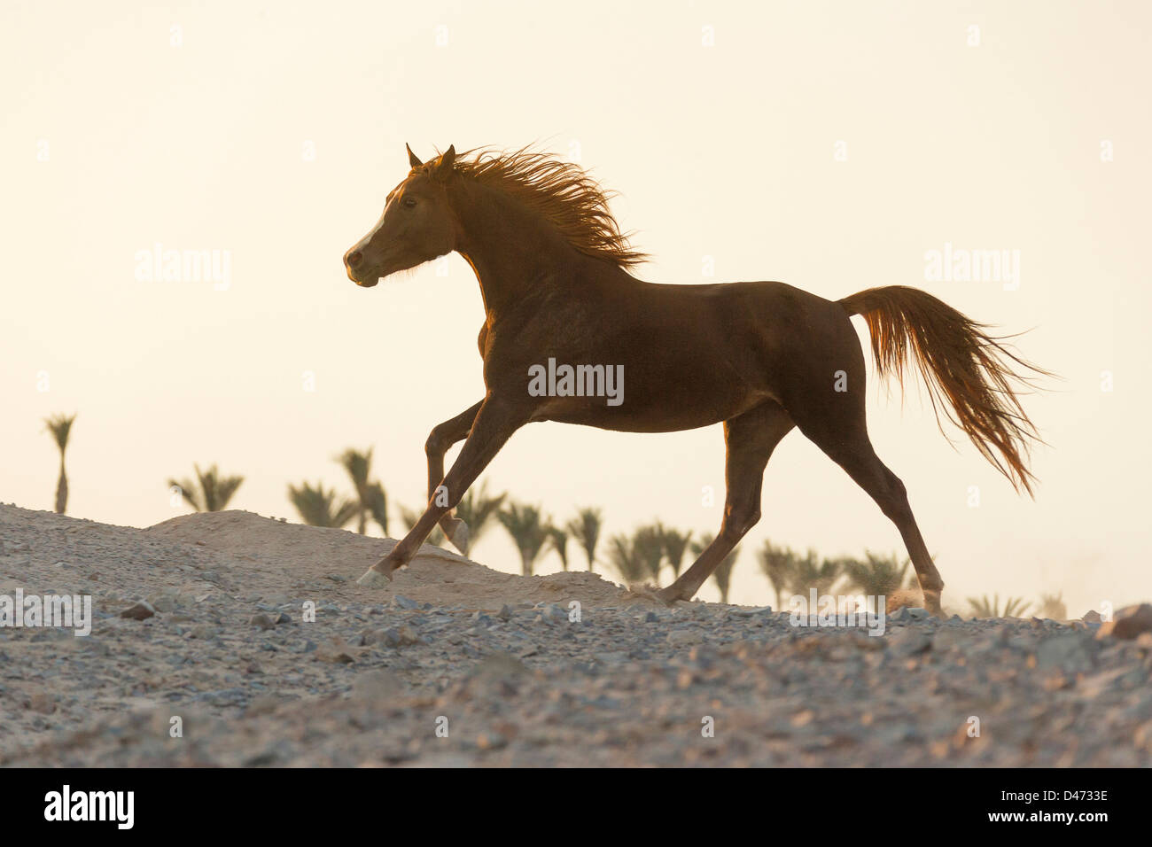 Purebred Arabian Horse. Young chestnut mare galloping in the desert ...
