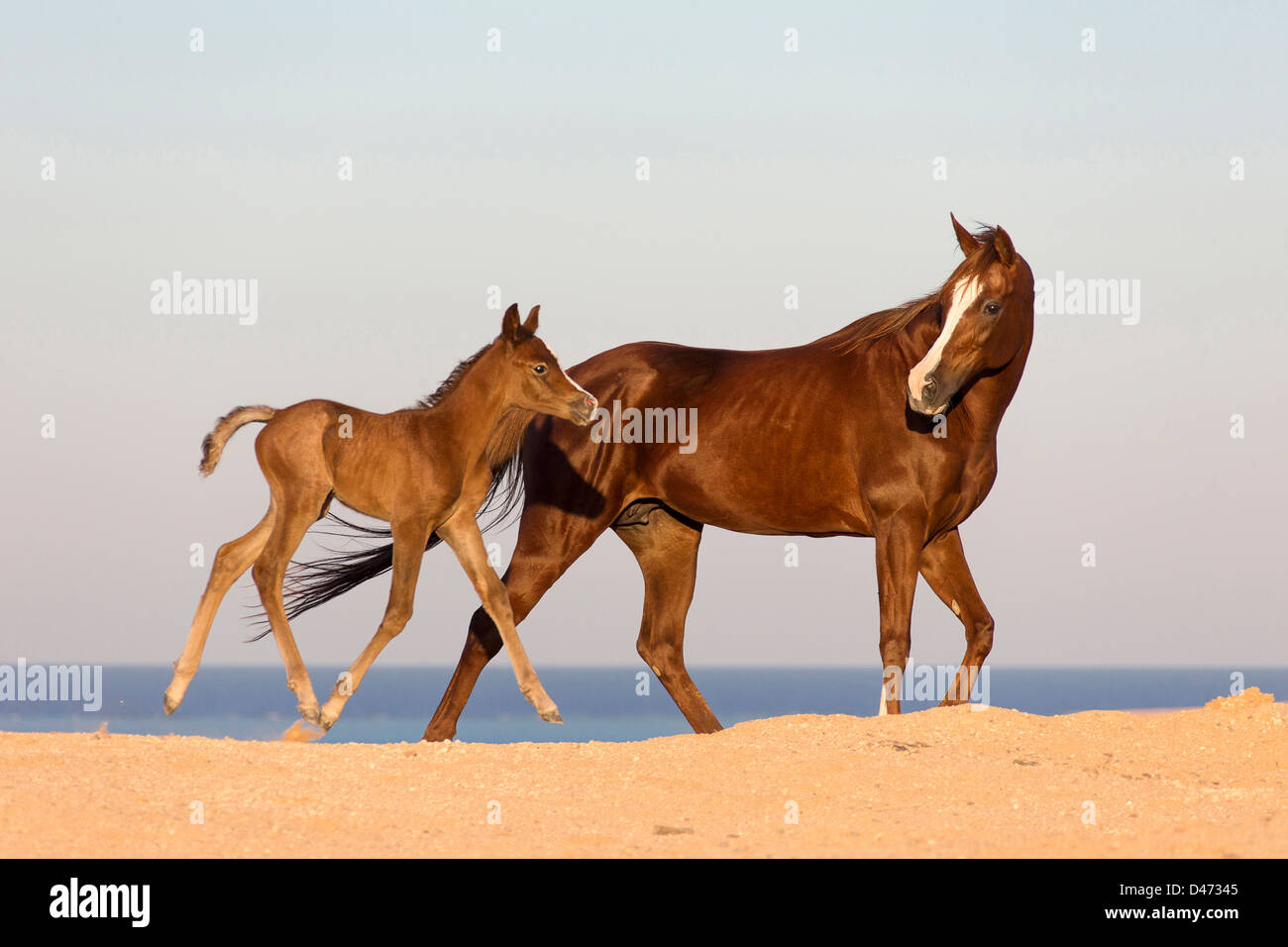 Purebred Arabian Horse. Chestnut mare with foal walking in the desert ...