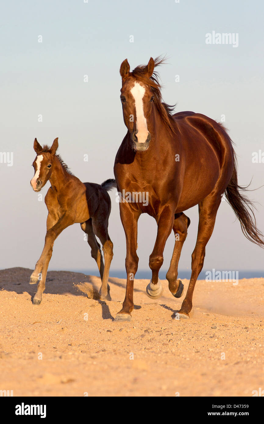 Purebred Arabian Horse. Chestnut mare with foal trotting in the desert ...