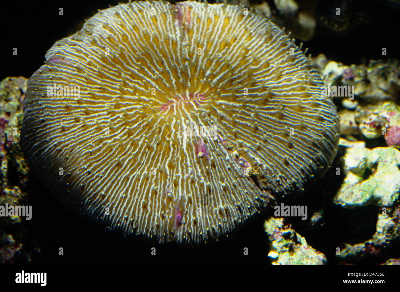 Plate, Disk, Mushroom Coral, Fungia sp., Fungiidae Stock Photo - Alamy