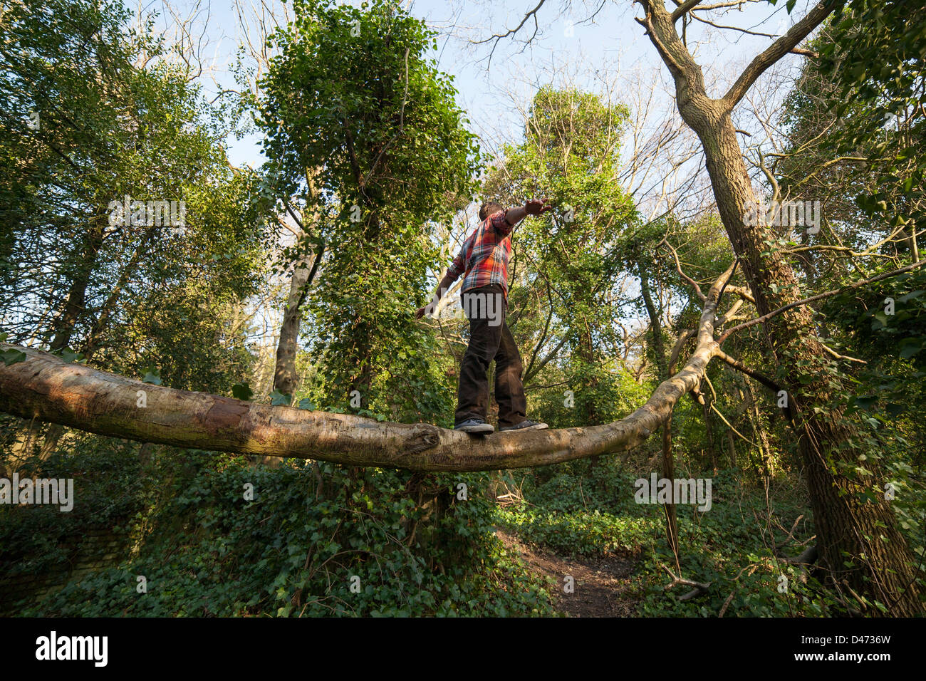 Man in red shirt tightrope walking across a fallen tree trunk in the ...