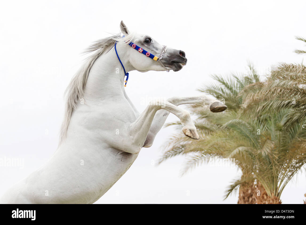 Purebred Arabian Horse. Gray stallion rearing Stock Photo - Alamy