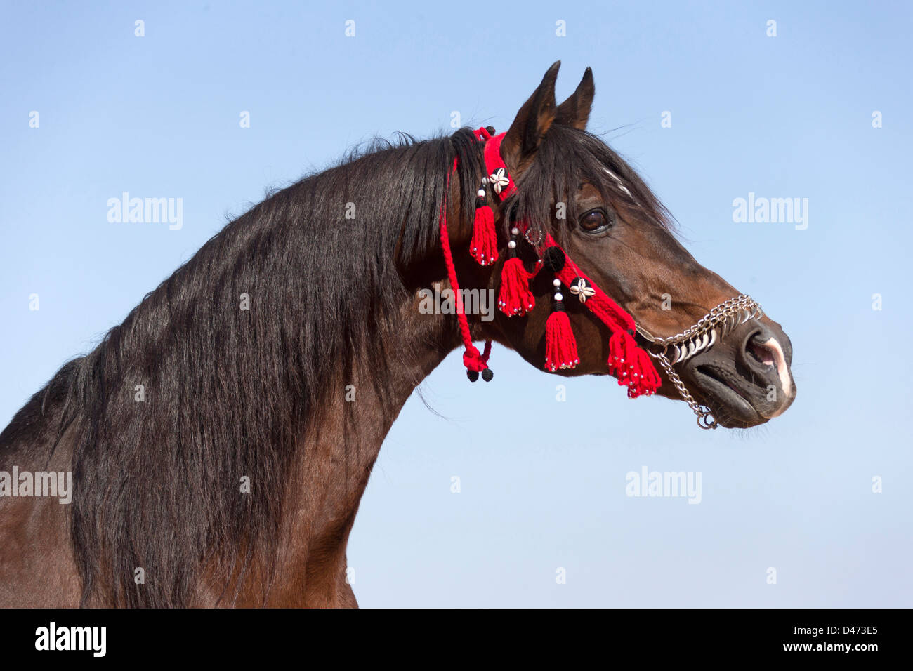 Purebred Arabian Horse. Portrait of a bay stallion with traditional ...