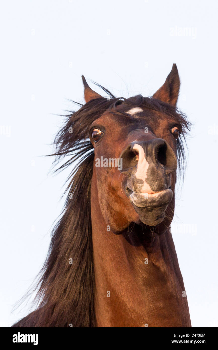 Grey and bay horse hi-res stock photography and images - Alamy