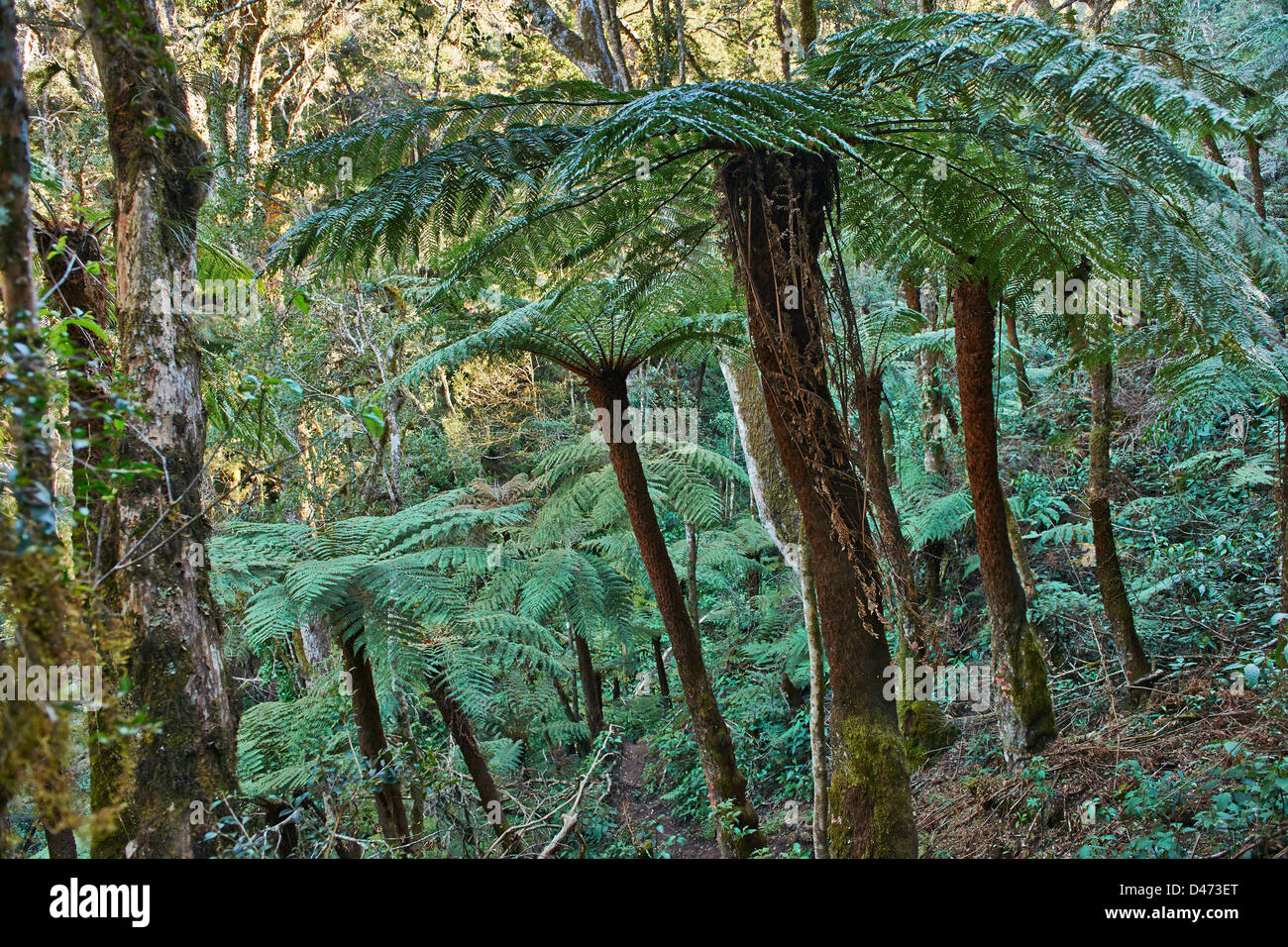 endemic giant tree fern, Cyatheaceae, in Amboro National Park ...