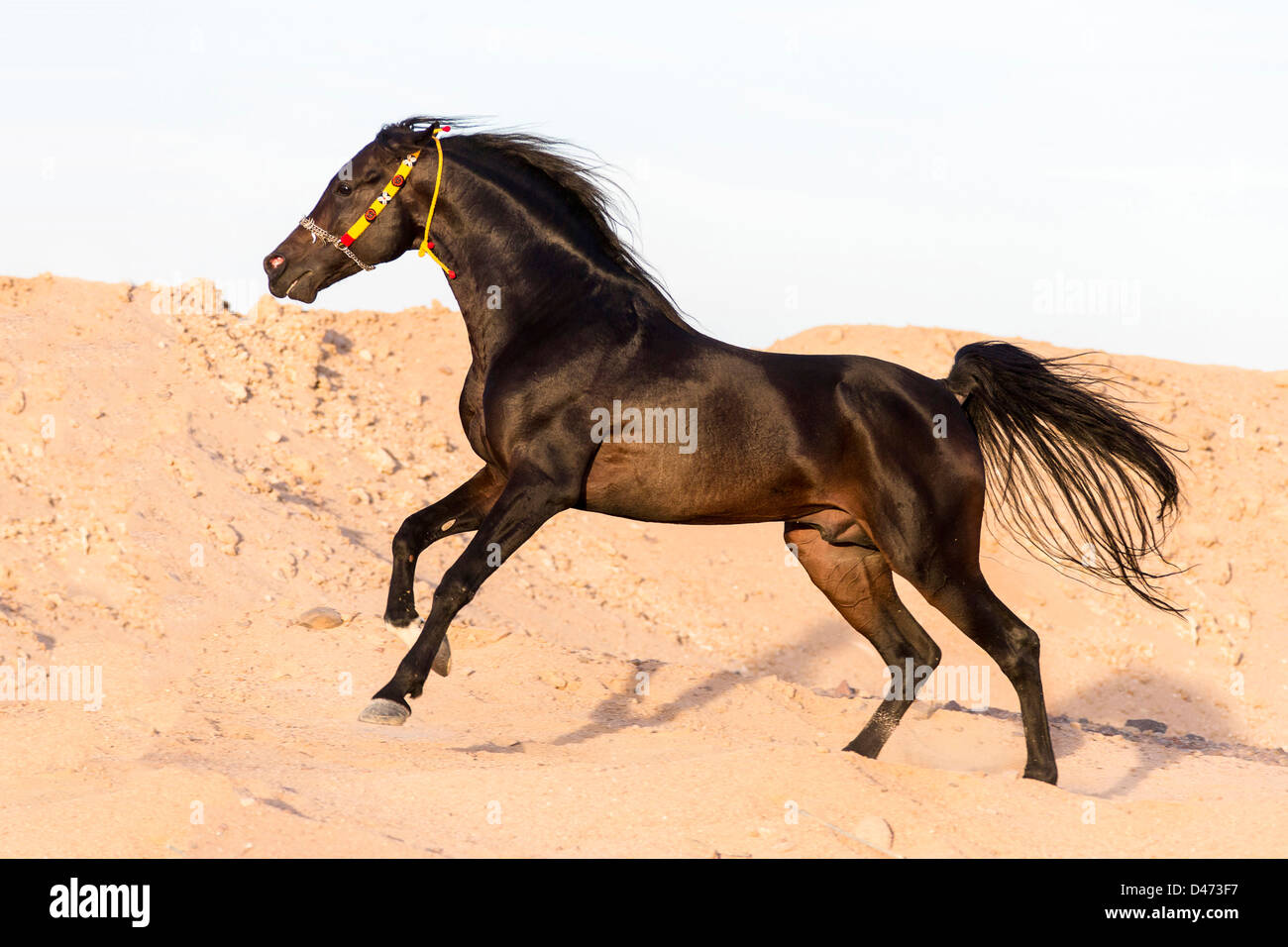 Purebred Arabian Horse. Bay stallion galloping in the desert Stock ...