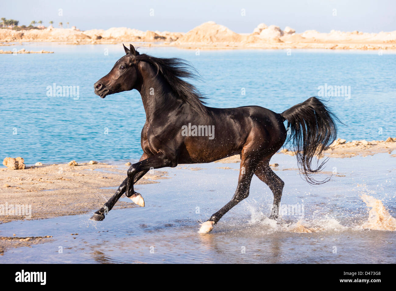 Purebred Arabian Horse. Bay stallion galloping in shallow water on a ...