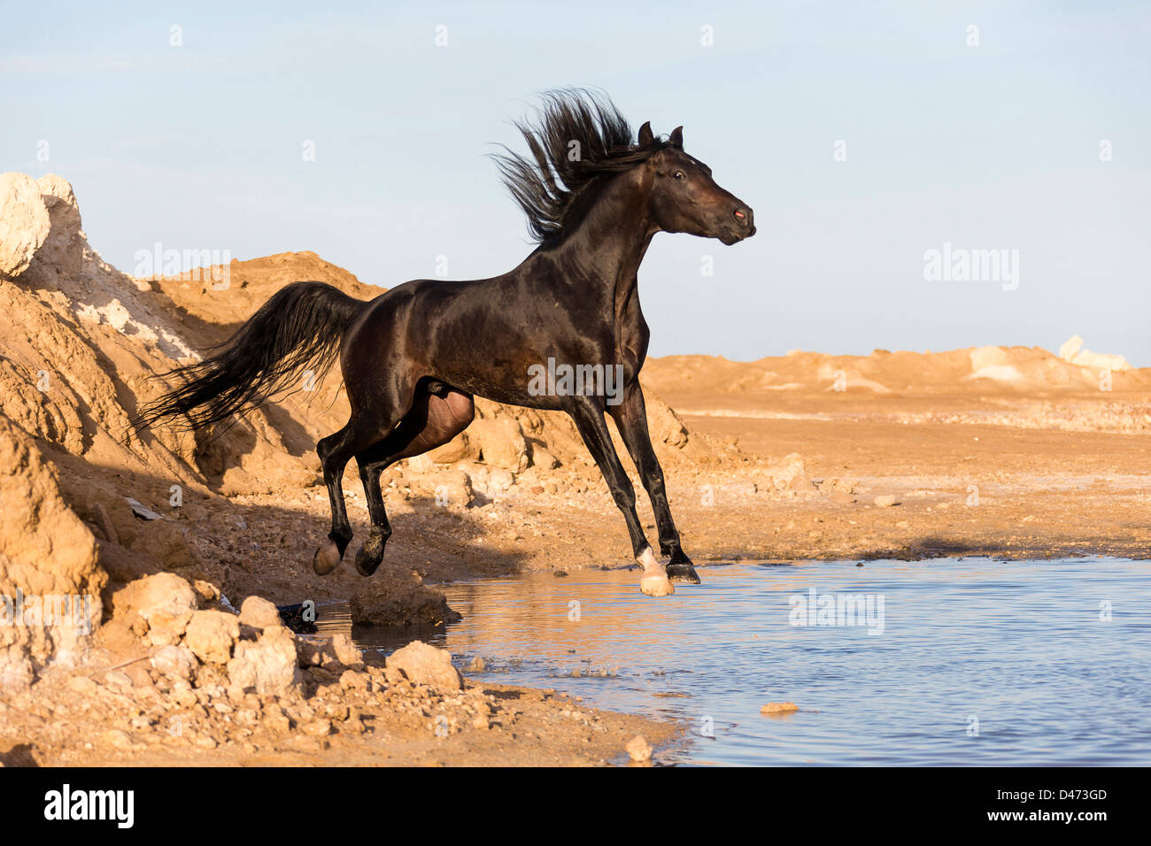 Black Arabian Horse Jumping
