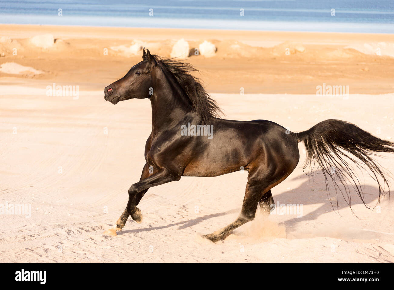 Purebred Arabian Horse Stock Photo - Alamy