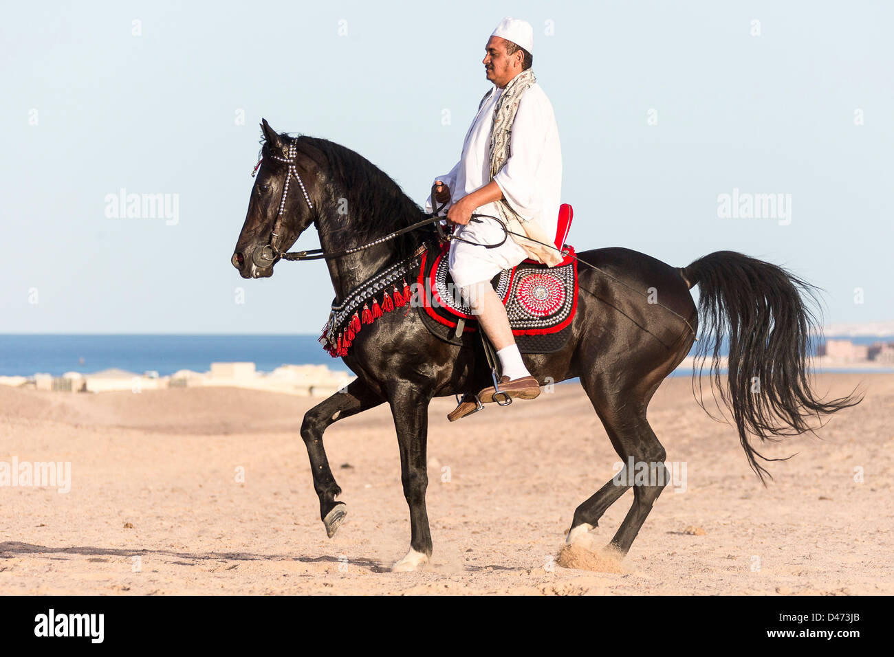 Purebred Arabian Horse. Bay stallion performing a piaffe Stock Photo ...